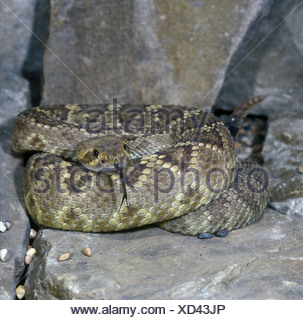 coiled rattle snake on a rock Stock Photo - Alamy