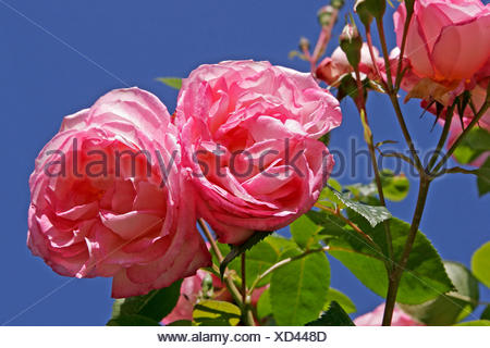 Rosa 'Harlequin'. Climbing rose 'Harlequin' in an English garden Stock ...