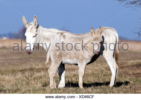 Domestic Donkey, albino Stock Photo - Alamy