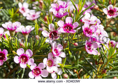 Pink flowers of the Australian native Geraldton Wax, Chamelaucium ...