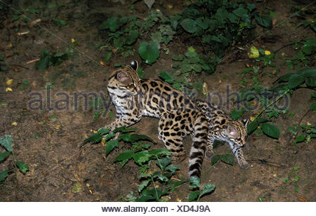 Margay Cat, leopardus wiedi, Mother carrying Cub Stock Photo - Alamy