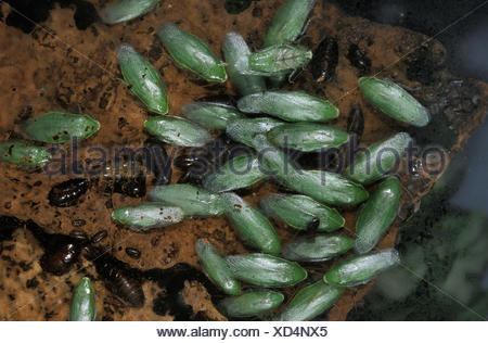 A green banana cockroach (Panchlora nivea) on an autumn leaf. A Stock ...