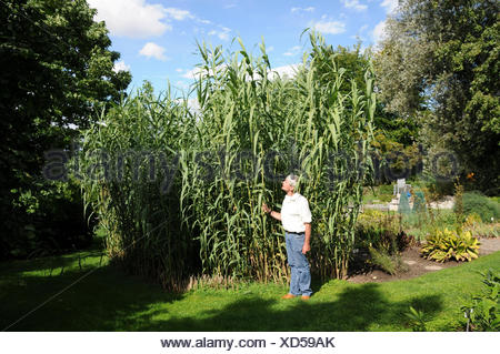 Arundo donax, Giant reed cane, is a tall perennial cane growing in ...