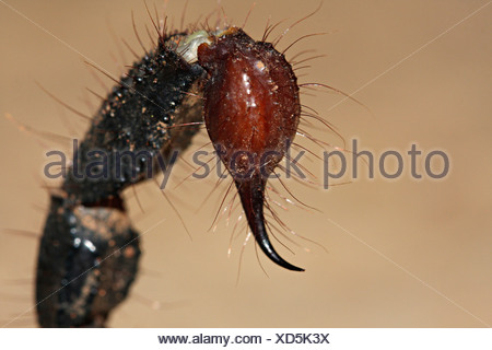 Forest scorpion Heterometrus sp. Family: Scorpionidae, Idukki Stock ...