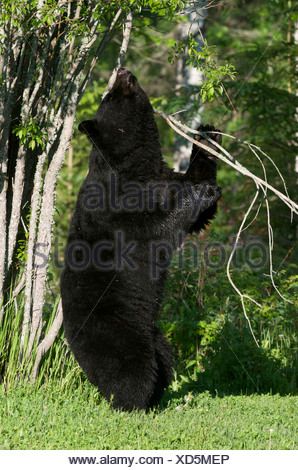 Black Bear Scratching Tree Stock Photo: 35617954 - Alamy