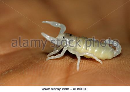 Forest scorpion Heterometrus sp. Family: Scorpionidae, Idukki Stock ...