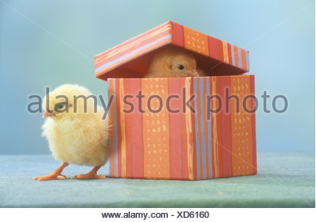 chick in a box, one standing besides Stock Photo: 25186378 - Alamy