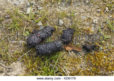 fox Vulpes vulpes faeces Stock Photo: 19863541 - Alamy