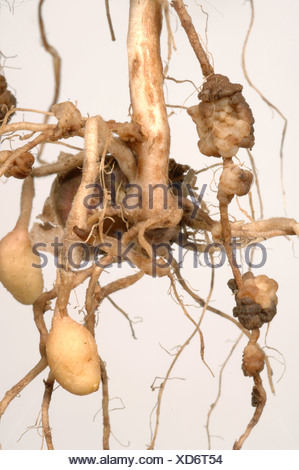 Powdery scab Spogospora subterranea galls on the root of a potato Stock ...