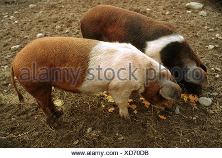 Danish Protest pig (Sus scrofa f. domestica), two Danish Protest Pigs ...