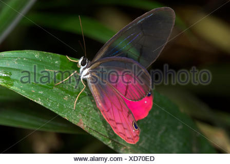 Glass Wing Butterfly, Cithaerias merolina, on rainforest leaf Stock ...