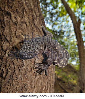 Guatemalan beaded lizard (Heloderma charlesbogerti Stock Photo ...