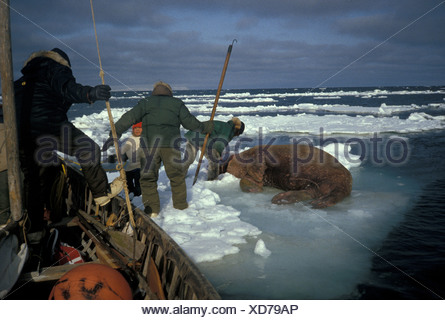 Alaska Bering Sea eskimo Eskimos first from Gambell hunt hunting Stock ...