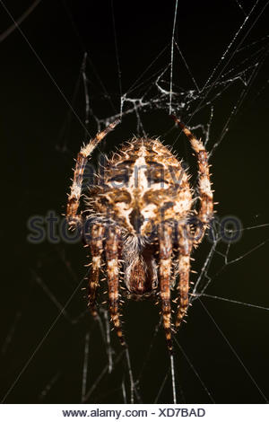 Darwin's bark spider Caerostris darwini Madagascar Stock Photo ...