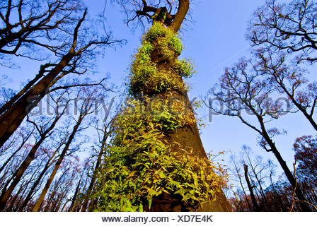 Green leaves sprout from eucalyptus lignotubers on a burnt tree Stock ...