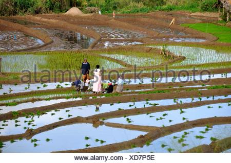 Sri Lanka paddy field Stock Photo: 79609992 - Alamy