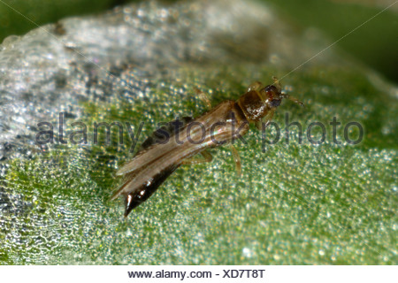 Grain thrips or thunderfly (Limothrips cerealium Stock Photo - Alamy