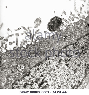 Plasma Membrane TEM Stock Photo: 134944075 - Alamy