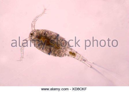 Copepod Cyclops sp. Single Eye Male UK Stock Photo - Alamy