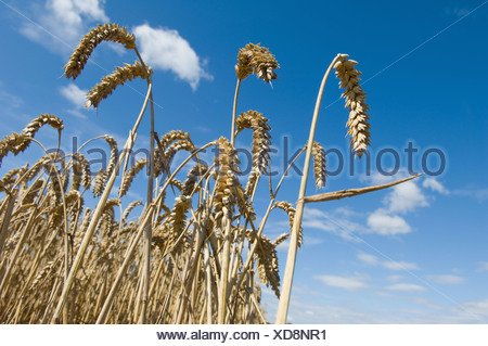 A view across the ripening stalks of a food crop, cultivated wheat ...