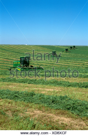 Agriculture - Five windrowers cut and windrow alfalfa hay for drying ...