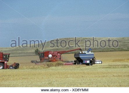 Wheat harvest, combine dumping grain into Bankout Wagon Stock Photo - Alamy