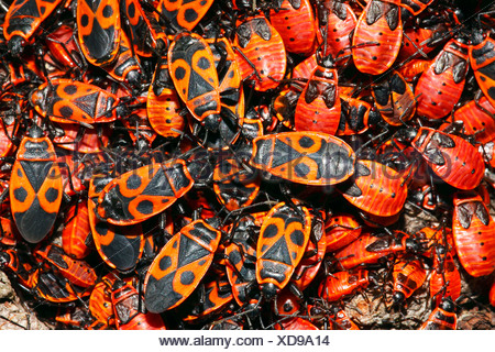 Firebug (Pyrrhocoris apterus) group of insects on the leaves Stock ...