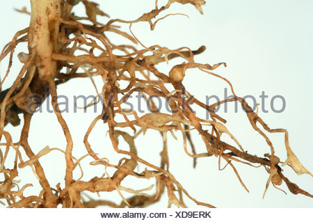 Pea roots with galls caused by root knot nematode Meloidogyne hapla ...