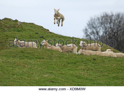 sheep Northumberland lambs ewe jumping leaping sheep domestic farm ...