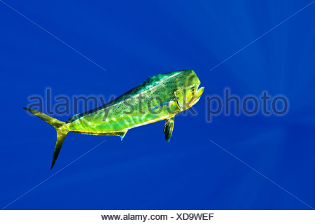Male Mahi-Mahi Dorado, Coryphaena hippurus, Kona Coast, Big Island ...
