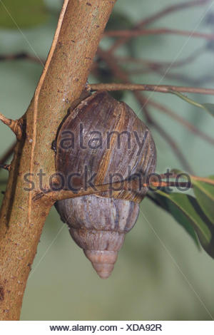 Giant African snail ( Achatina fulica )Invasive pecies Okinawa, Japan ...