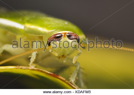 Cuban cockroach, Green Banana Cockroach (Panchlora nivea), on a stone ...