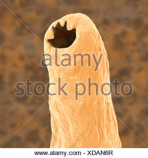 Computer illustration of the parasitic hookworm Ancylostoma Stock Photo ...