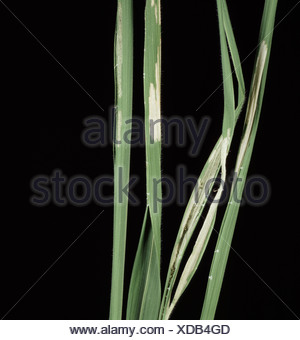 Rice leaf folder, Cnaphalocrocis medinalis, caterpillar damage to rice ...