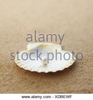 Clam shell with pearl inside Stock Photo: 87648859 - Alamy