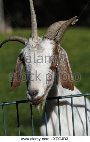 Four Horn Goat, Four-Horn-Goat (Capra hircus, Capra aegagrus f Stock ...