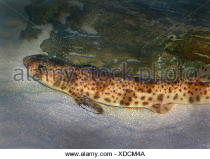 lesser spotted dogfish, smallspotted dogfish, rough hound Stock Photo ...