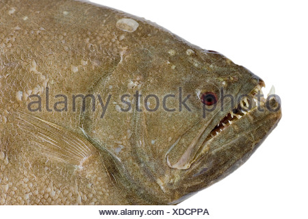 Flatfish indian halibut ( Psettodes Erumei Stock Photo - Alamy