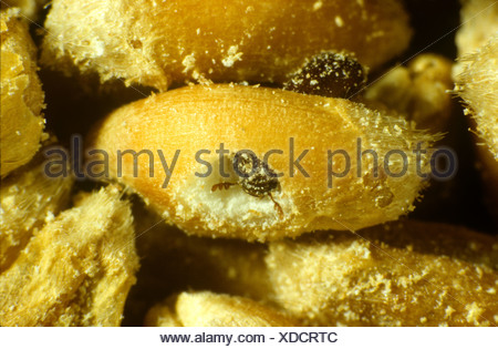 Lesser grain borer Rhizopertha dominica on wheat grain Stock Photo - Alamy