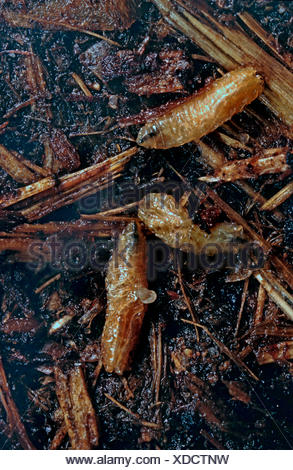 house fly musca domestica Stock Photo: 24307773 - Alamy