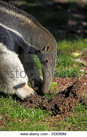 fressend - feeding Portrait giant anteater anteaters xenarthra Stock ...