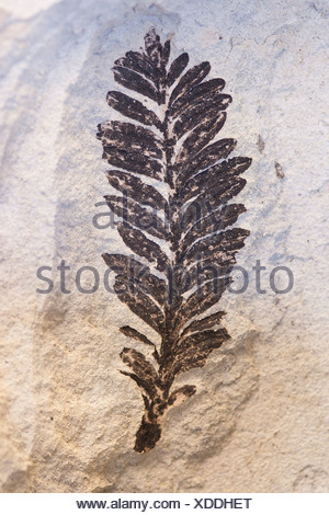 fossilized plant from Fur Formation, palaeocene/eocene, Denmark Stock ...