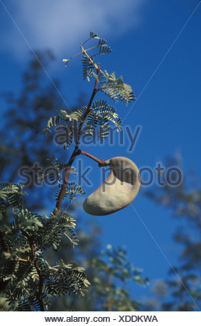 CAMEL THORN TREE pods Acacia erioloba A nutritious food for numerous ...