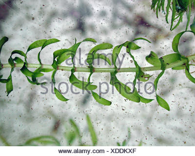 Nuttall waterweed, Western waterweed (Elodea nuttallii), sprout Stock ...