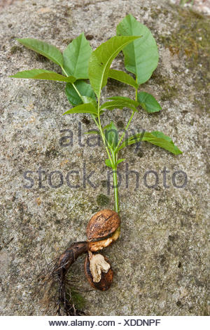 walnut (Juglans regia), germinates nut with seedling and roots Stock ...