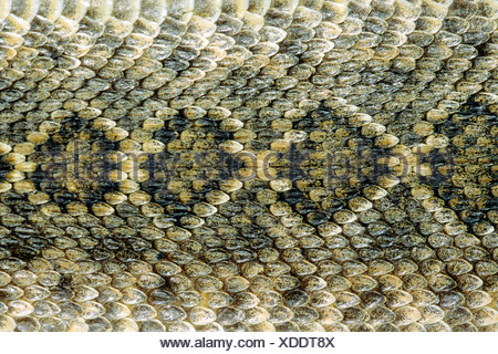 Scale pattern on the back of an adult western diamondback rattlesnake ...