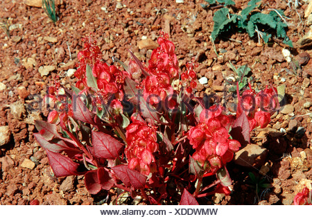 Ruby Dock or Rosy Dock (Rumex vesicarius, formally Acetosa vesicaria ...