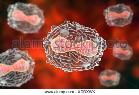 Smallpox virus. Illustration of a smallpox (variola) virus. A Stock ...