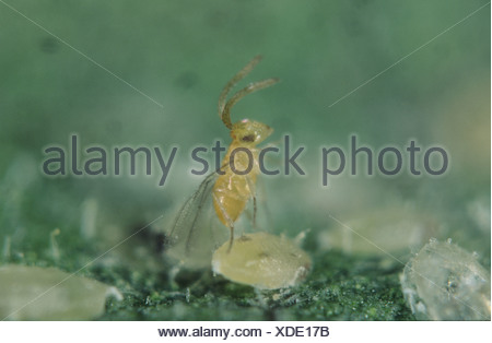 Parasitoid wasp Eretmocerus mundus with cotton whitefly scales and ...