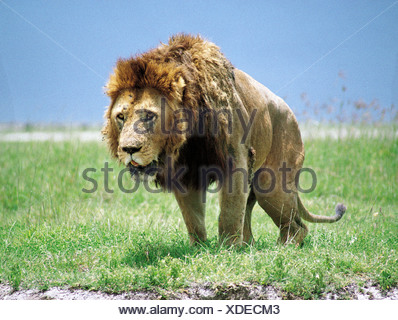 Territorial behaviour Male lion marking territory spraying urine Stock ...
